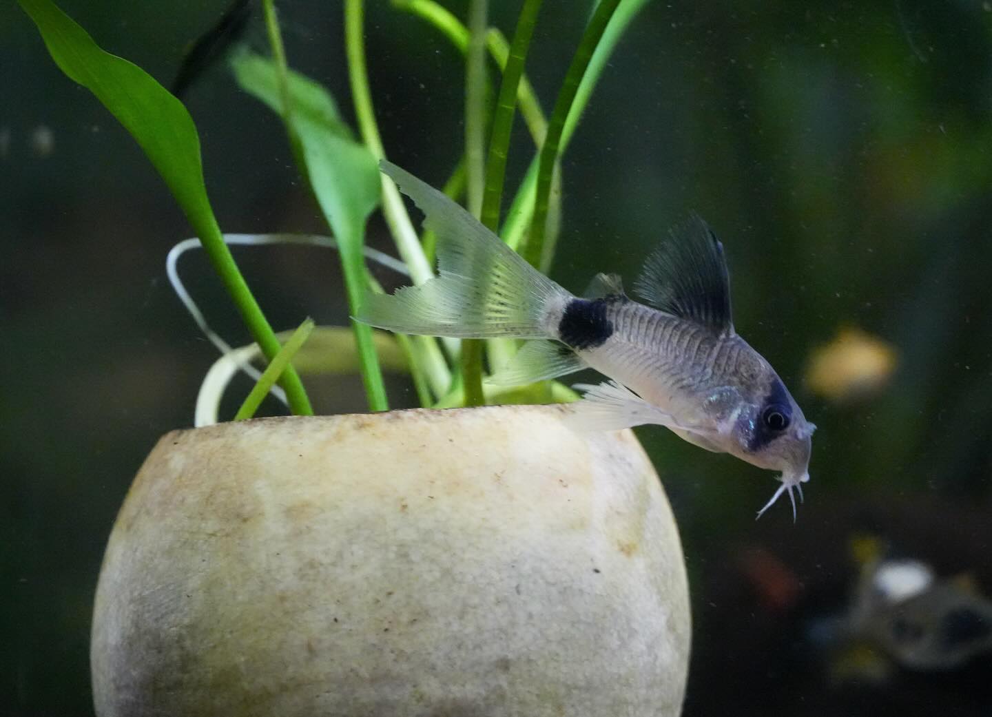 Panda Cory Care: Lifespan, Food, Tank Setup & More