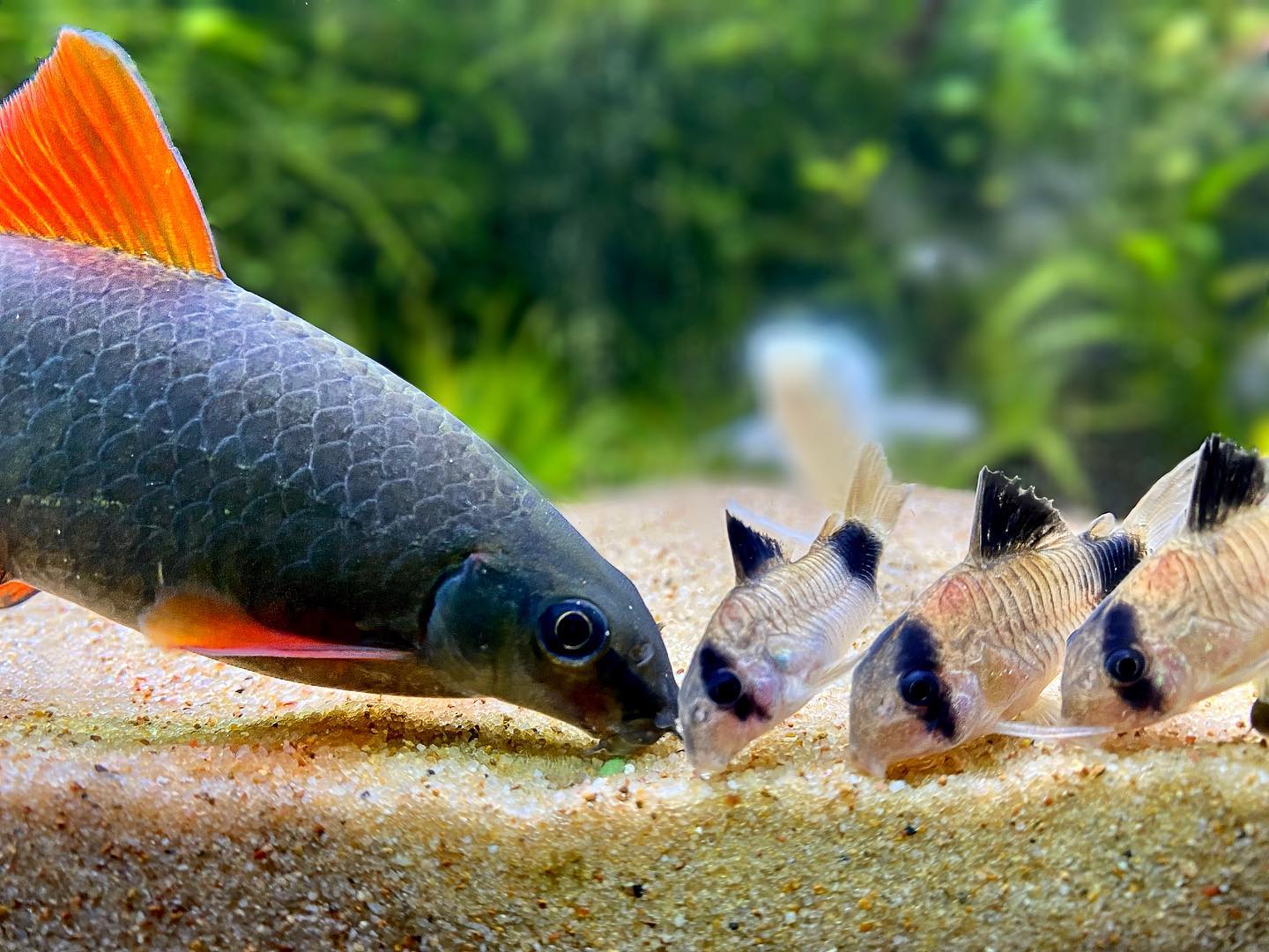 Panda Cory Care: Lifespan, Food, Tank Setup & More