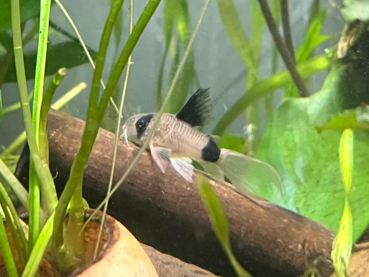 Panda Cory Care: Lifespan, Food, Tank Setup & More