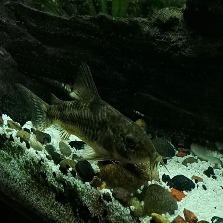 Peppered Corydoras Care: Tank Mates, Size, Diet & Setup