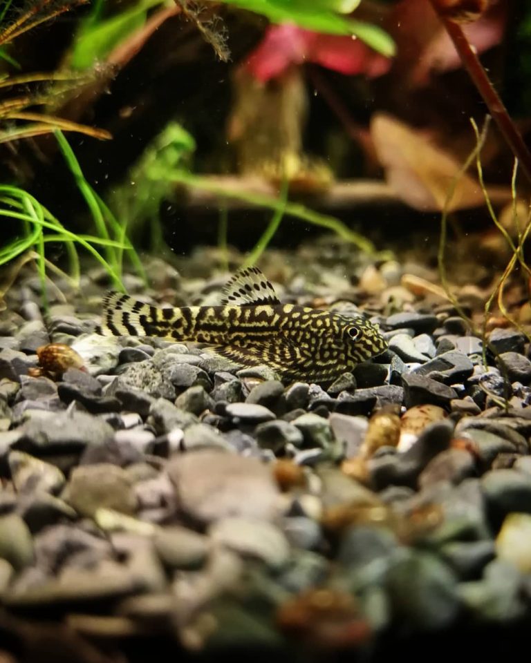 Tiger Hillstream Loach Care: tank mates, Diseases, Food