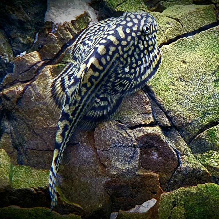 Tiger Hillstream Loach Care: tank mates, Diseases, Food