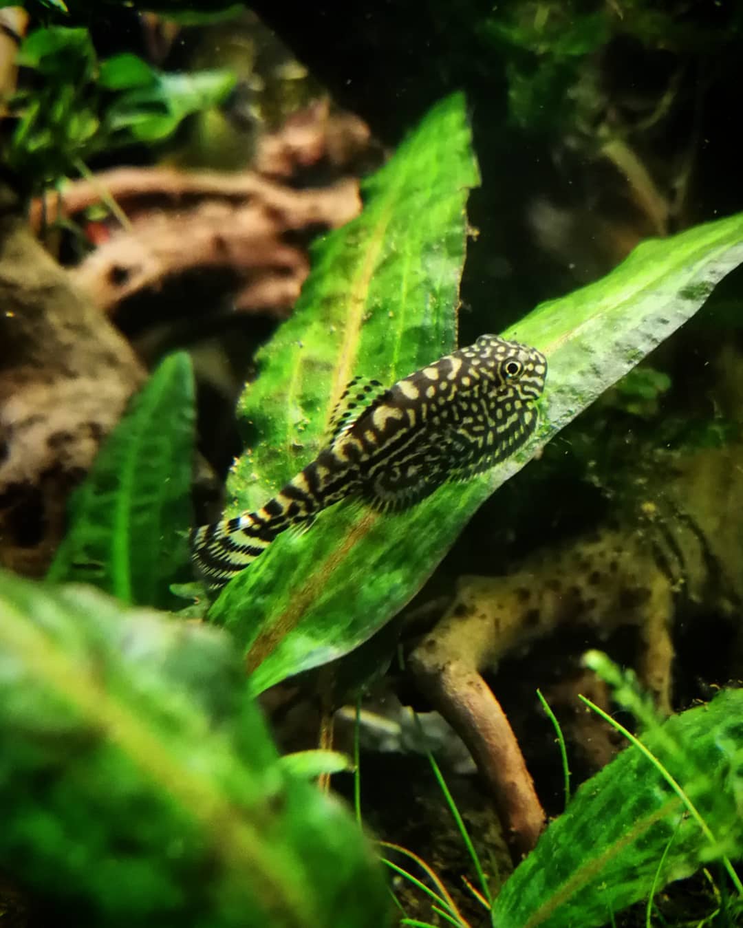 Tiger Hillstream Loach Care: tank mates, Diseases, Food
