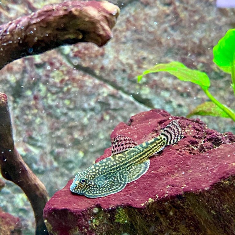 Tiger Hillstream Loach Care: tank mates, Diseases, Food