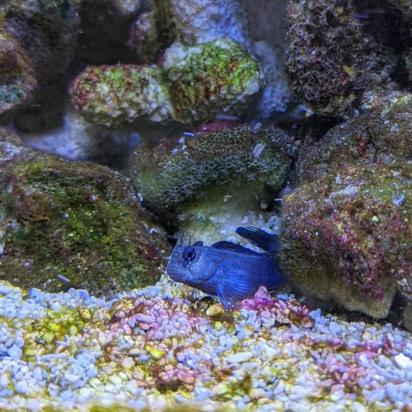 Zebra blenny Care: Diseases, Tank Setup, Food & More
